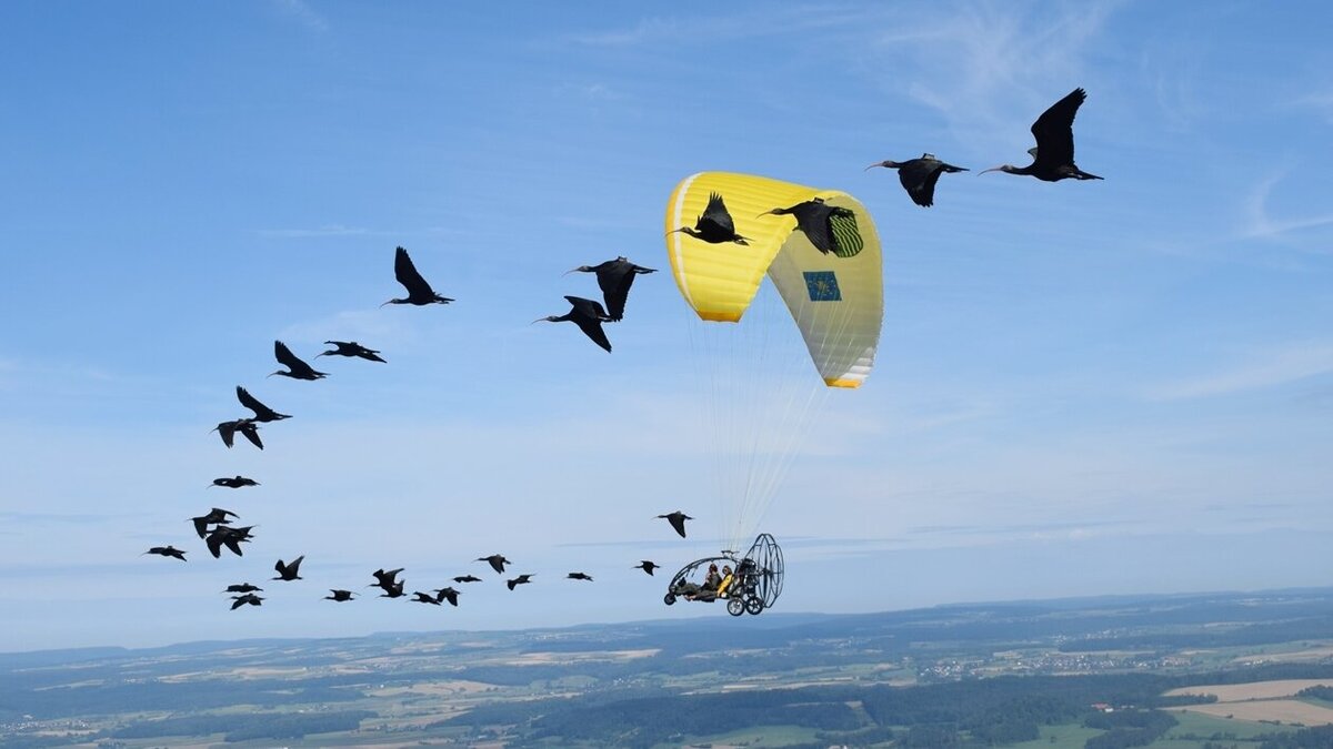 Ohne Teamplay kein Überleben - scilog