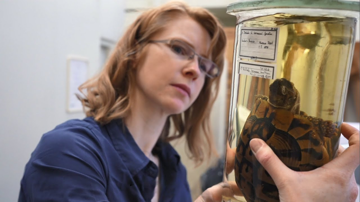 Turtles as climate archives? - scilog