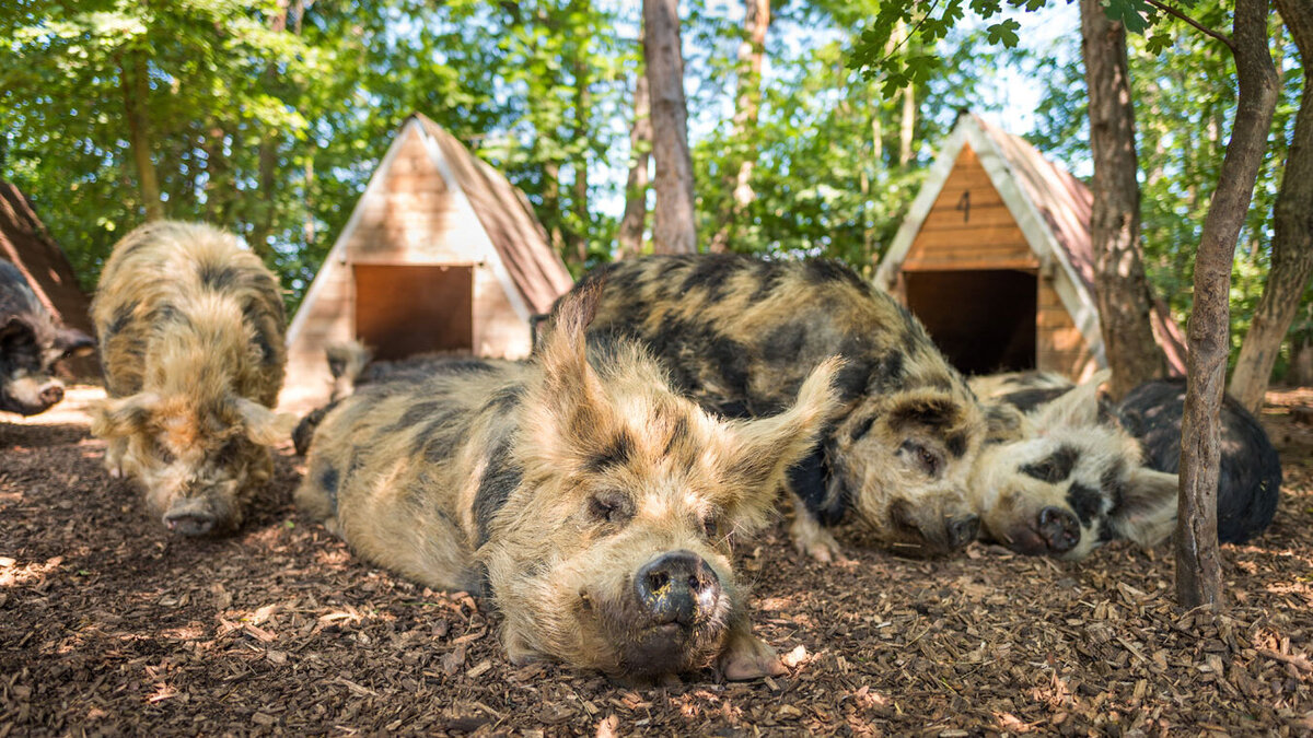Die Krone wackelt - scilog