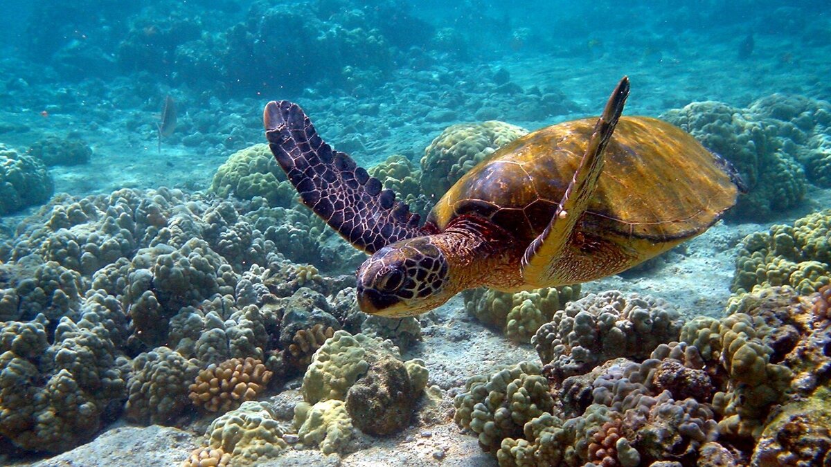 The Archean ocean as an ideal breeding ground for life - scilog