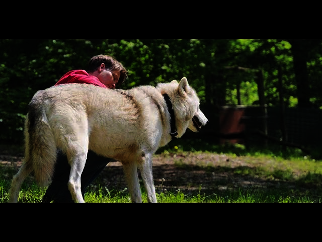 Auf Augenhöhe mit dem Wolf - scilog